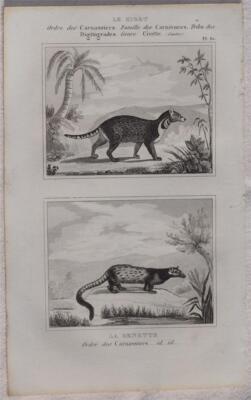 Buffon Original 1850 Zibetto Genetta Civet Genet Genette Zibet Animals ...