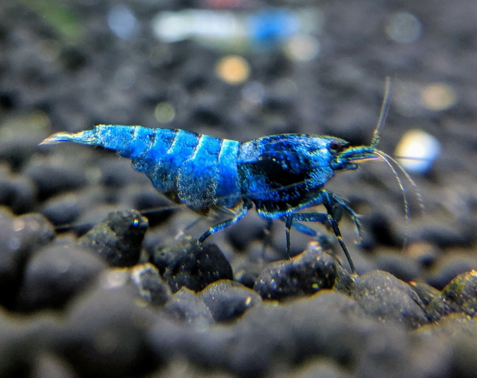 Extreme Blue Bolts_USA Bred_Taiwan Bee Shrimp_Caridina Shrimp_Shrimpy ...