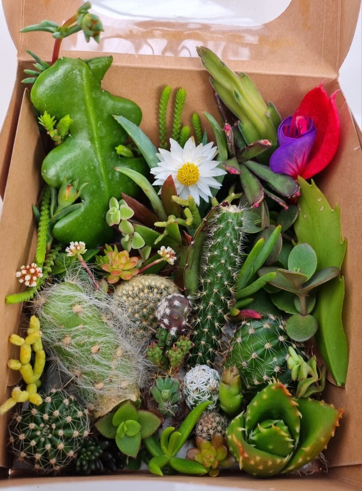 Cacti Cuttings Pack Cactus Succulent Collectors Euphorbia Echinopsis Mixed LM | eBay Australia