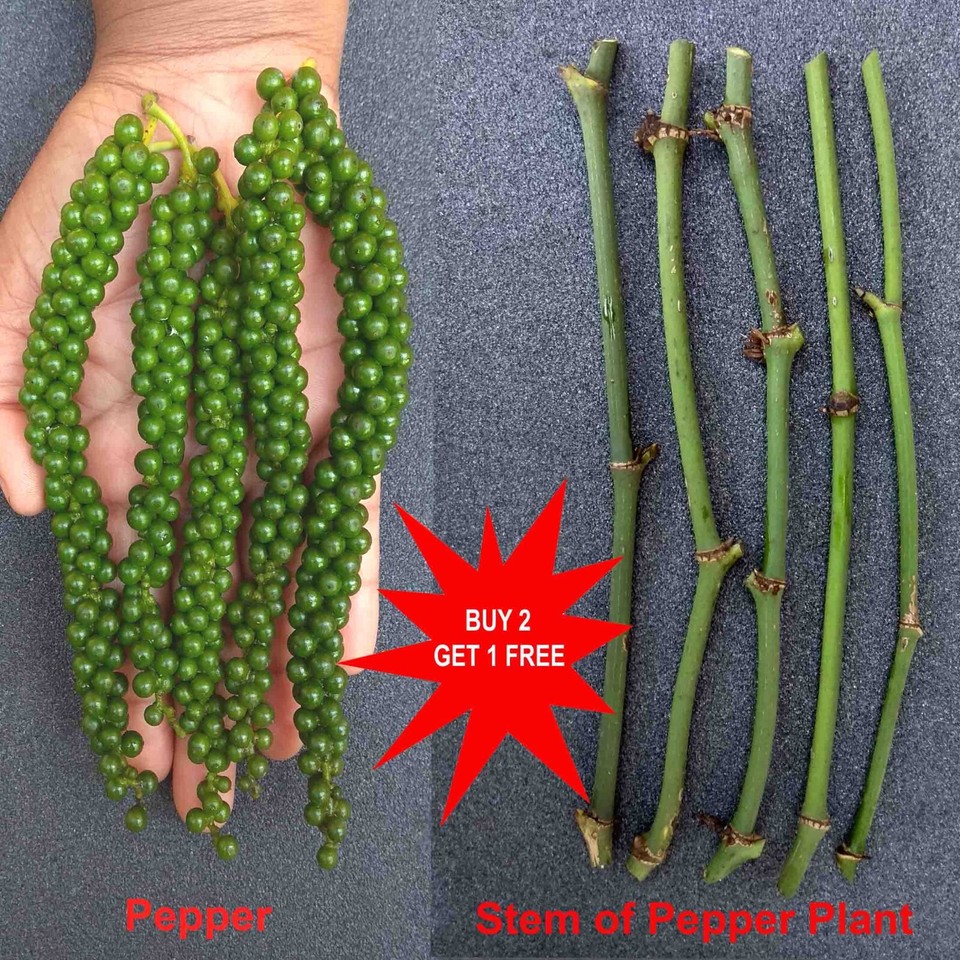 Black Pepper Plant / Indian Pepper / Piper nigrum / Live Stem for ...