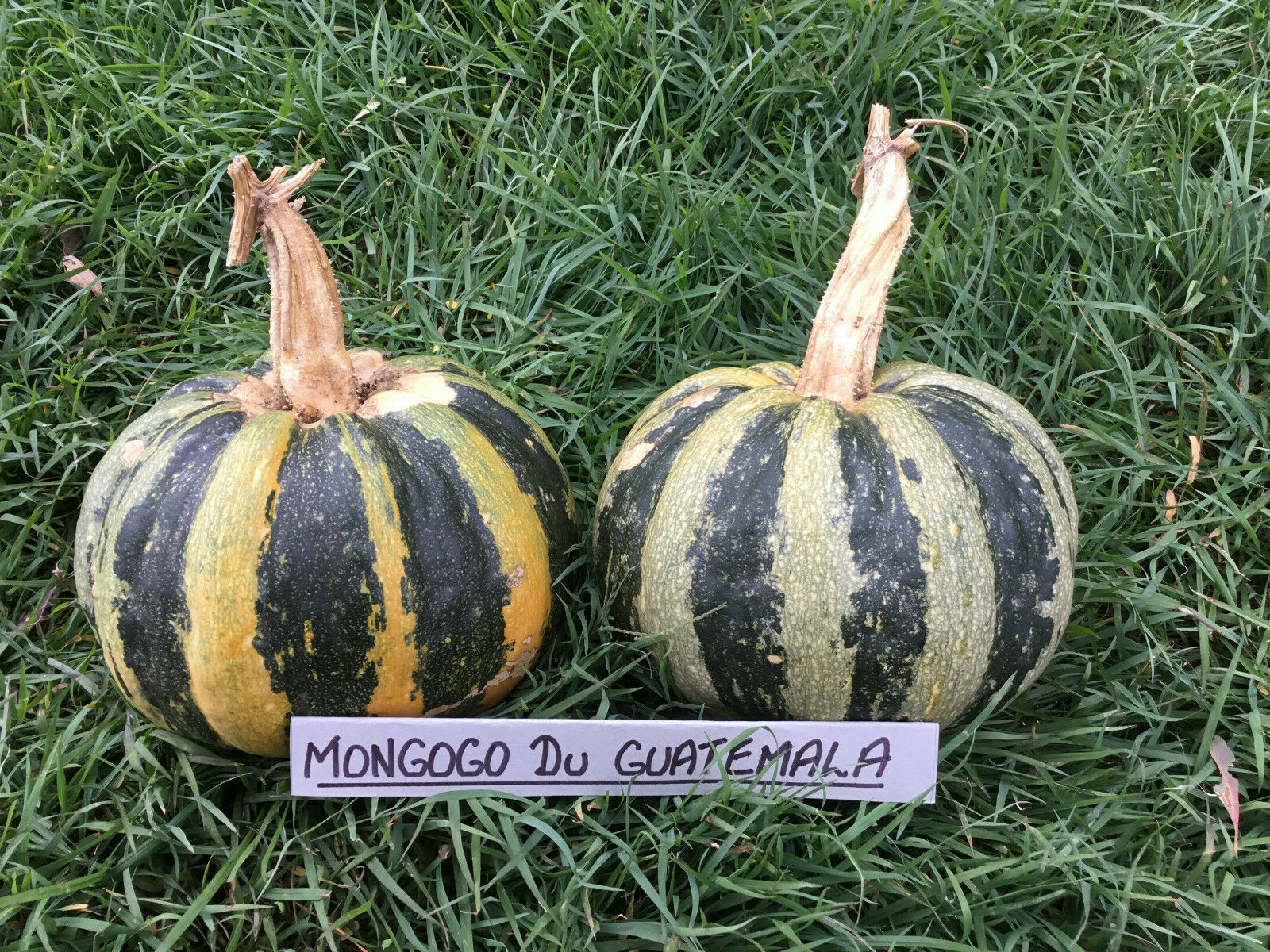 Pumpkin MONGOGO Du GUATEMALA-Pumpkin Seeds-PUMPKIN &/ OR ZUCCHINI-Min ...