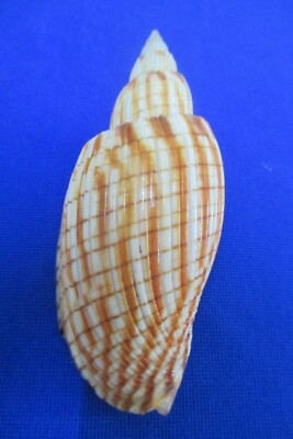 HUGE Lyria kurodai 104 mm length (4.inch)-Nice color/pattern-Nature shell-Good | eBay
