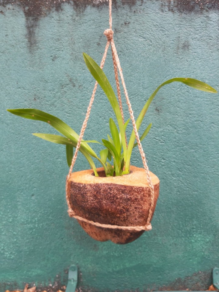 COCONUT HUSK SHELL HANGING BASKET POT ORCHID NATURAL FLOWER PLANTER FOR ...