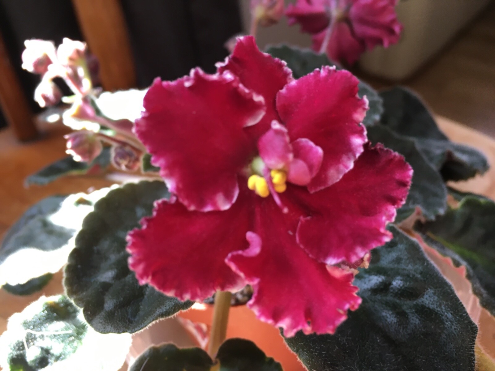 Firehouse African Violet Plant, Standard !! | eBay