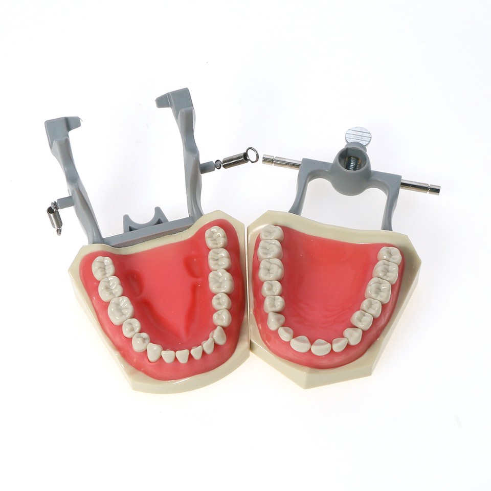 US Columbia 860 Type Dentoform Dental Typodont Model 32pcs Removable ...