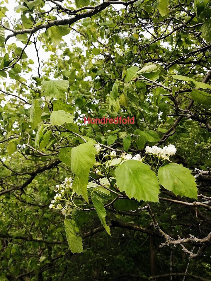 Downy Hawthorn 20 Seeds Crataegus mollis Red Haw Thorn Native Small ...