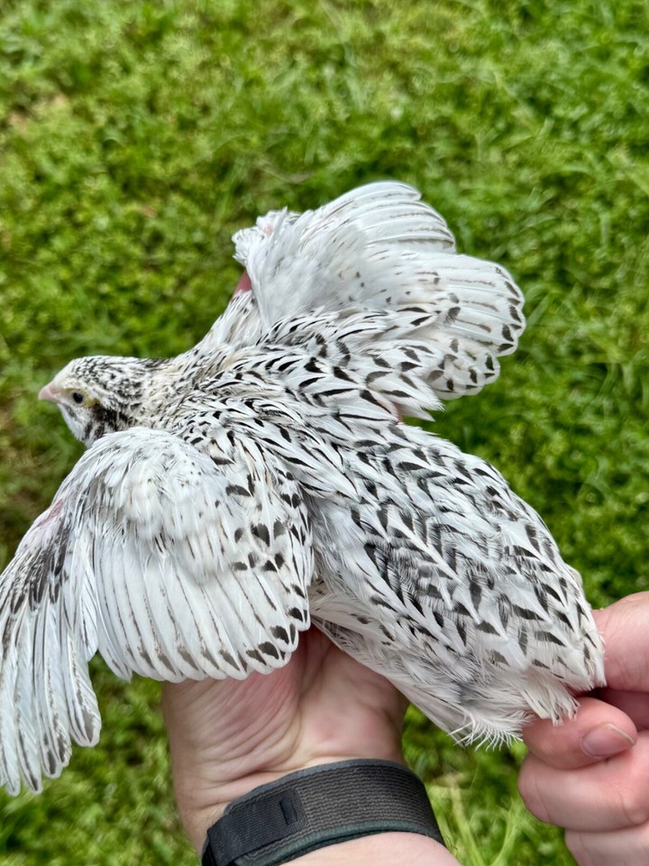 15+ RARE Pearl Fee Coturnix Quail Hatching Eggs NPIP AI Free | eBay