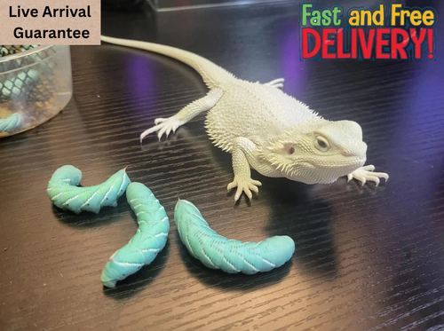 Live Hornworms 72 Count – Feeder Insects for Reptiles | Live Arrival ...
