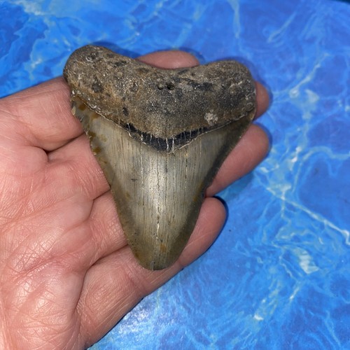 MEGALODON SHARK TOOTH 2.99" HUGE TEETH MEG SCUBA DIVER DIRECT FOSSIL NC ...