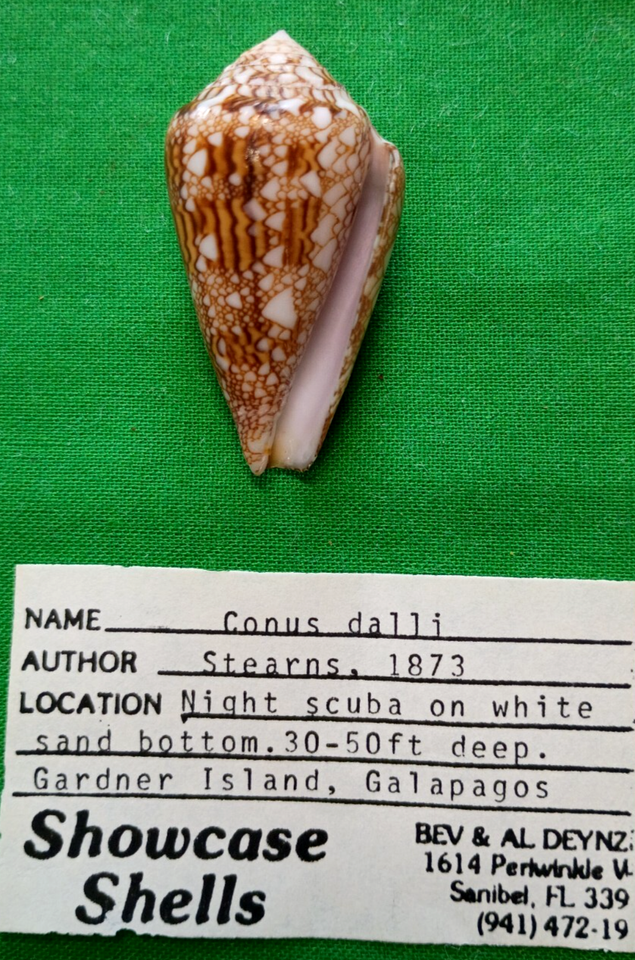 Conus dalli #M0494 Galapagos, Ecuador 42mm | eBay