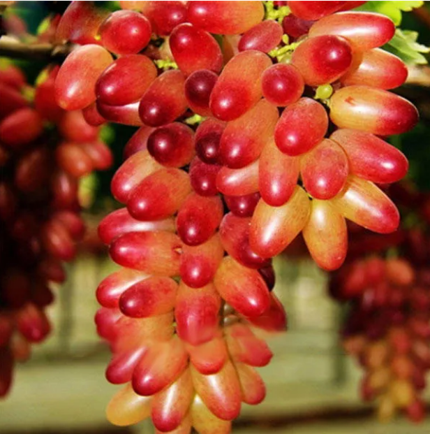 50Pcs Finger Grape GerminatingSeeds Berry 4 Kinds Garden Tasty ...