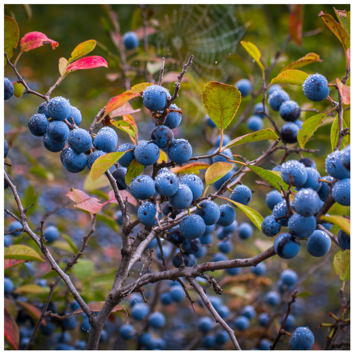 10 Blackthorn Hedging 40-60cm, Prunus Spinosa 2ft Sloe Hedge. Flowers ...