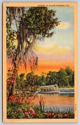 Florida Silver Springs Sunset Tropical Spanish Moss Flowers Lakefront ...