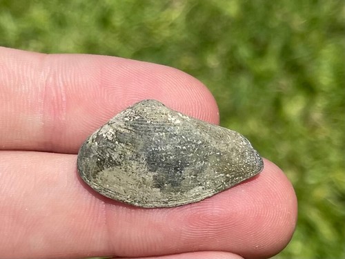 Alabama Fossil Bivalve Bathytormus protextus Eocene Age Gosport Sand ...