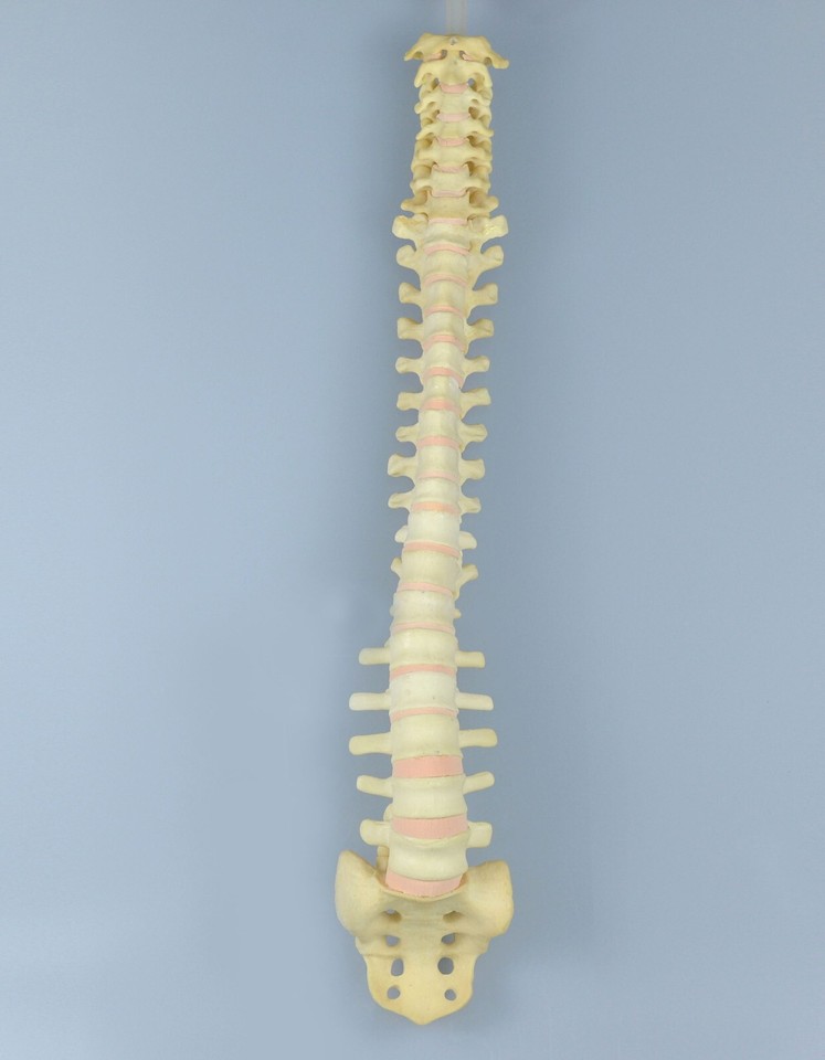 Various Human Bionic bone skeleton Orthopedic surgeon simulation ...