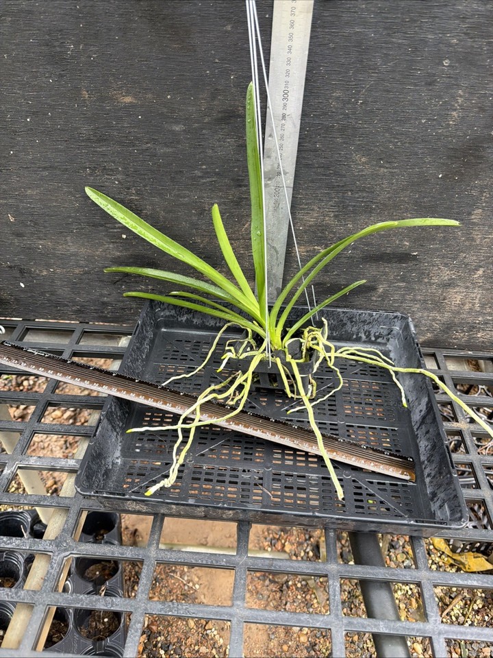 Vanda Pintuwadee Mericlone Orchid | eBay Australia