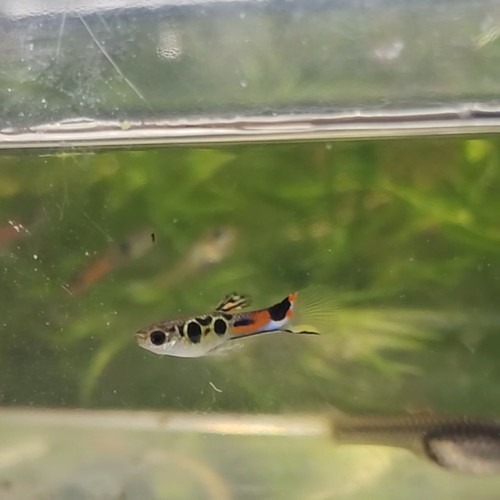 Rare Staeck Endler's 1M/2F (1 Trio) | eBay