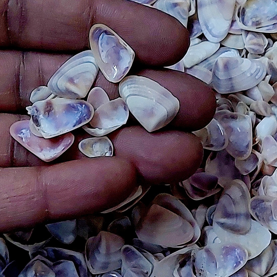 Coquina Shell Butterfly Coquina Clam Shell And Pearl Mermaid Hair Clip