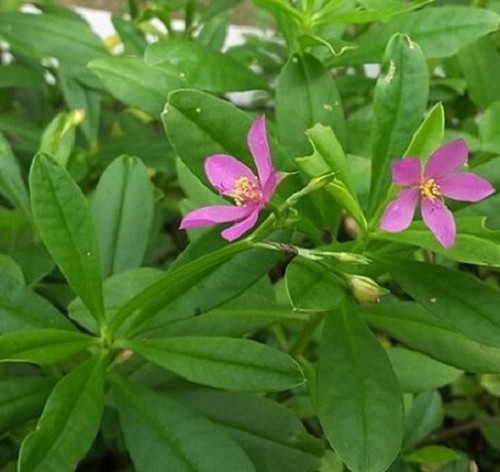 Waterleaf Seeds 500+ FRESH Surinam Spinach Jewels Of Opar Talinum ...