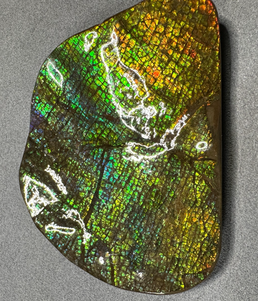 Natural Canadian Ammolite Gemstone Ammonite Fossil Hand Specimen | eBay