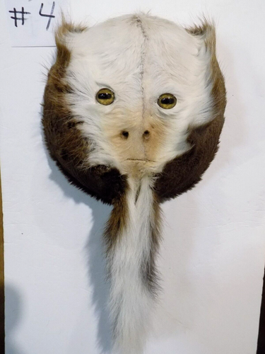 MOUNTED BIG FOOT / SWAMP BOOGER HEAD , NEW | eBay