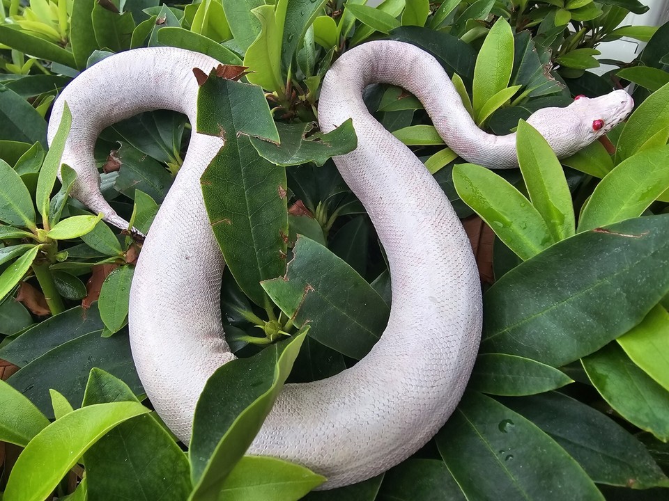 Taxidermy Reptile Snake Mount Red Tail #3 Rare leucustic diamond Like ...