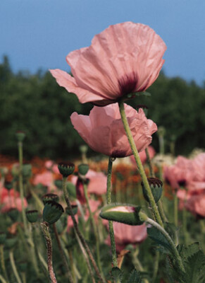 Papaver orientalis Carneum 1,000 seeds | eBay