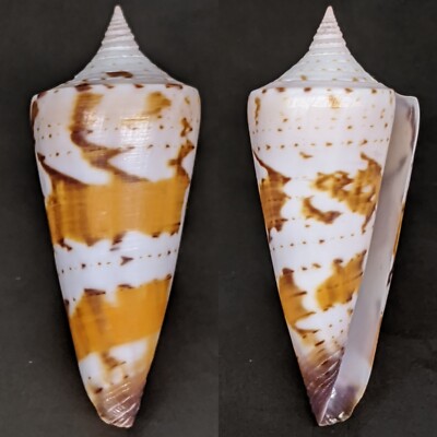 Conus (Strategoconus) generalis krabiensis 38mm CONIDAE General Cone ...