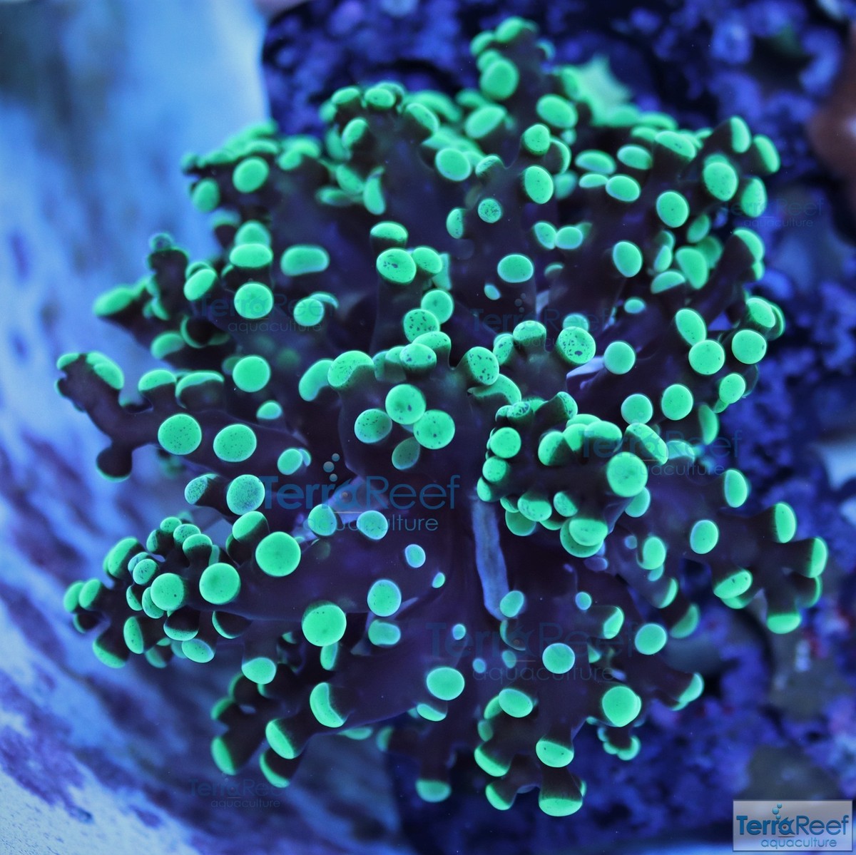 Saltwater Coral Frags