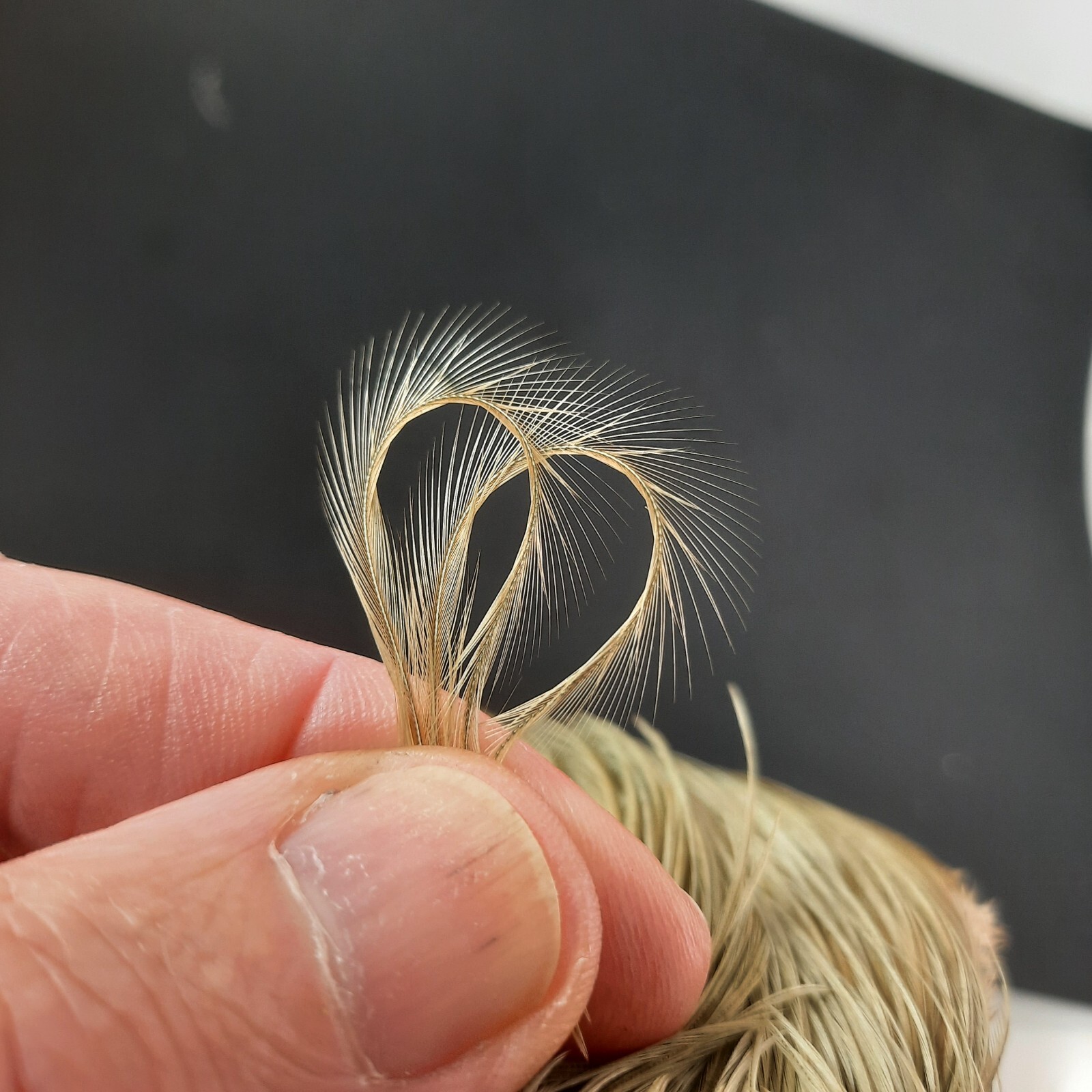 Dry Fly Hackle Cape Neck Grizzly, Cream, Olive, Blue Dun, Olive Dun ...