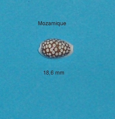 Cypraea Cribraria Comma Kenya 18,6 mm | eBay