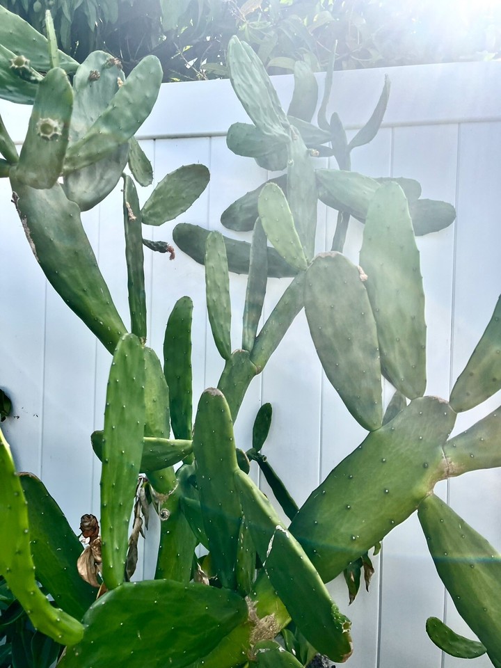 Spineless Edible Nopales Prickly Pear Cactus| Nopalea cochinellifera 4 ...