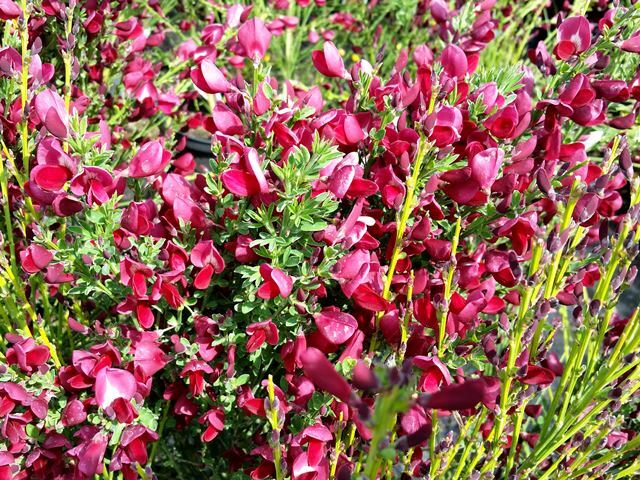 CYTISUS 'BOSKOOP RUBY' - STARTER PLANT - APPROX 7-9 INCH | eBay
