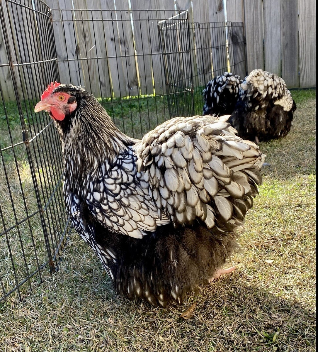 Pollo Orpington 6 Chocolate Silver Laced Orpington Cross Chicken
