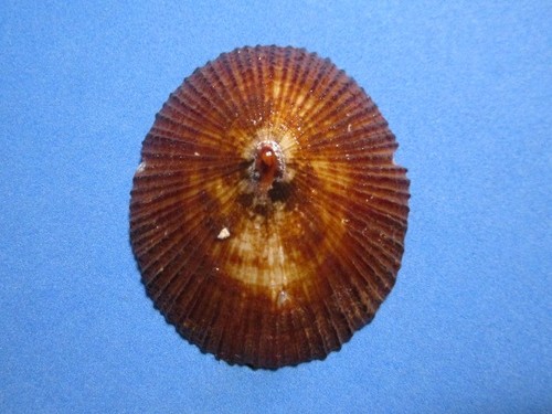 Cellana talcosa (Gould, 1846) "ENDEMIC HAWAIIAN LIMPET" (58.2mm) | eBay