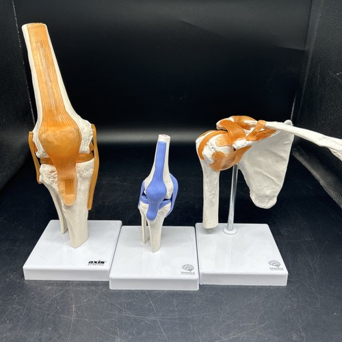 3x Life Size Human Joint Model Ligaments Medical Anatomy Model Knee ...