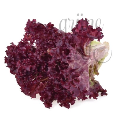 LOLLO ROSSA 400+ Samen PFLÜCKSALAT Salat Lollo rosso LACTUCA SATIVA ...
