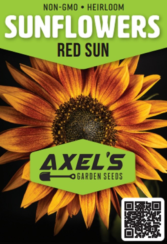 Sunflower Seeds - Rare Red Sun Orange, Heirloom, Free Shipping! | eBay