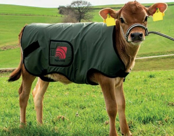 Insulated Calf Jacket Horizont Cow Baby Calves Coat Warm Rug Fitted ...