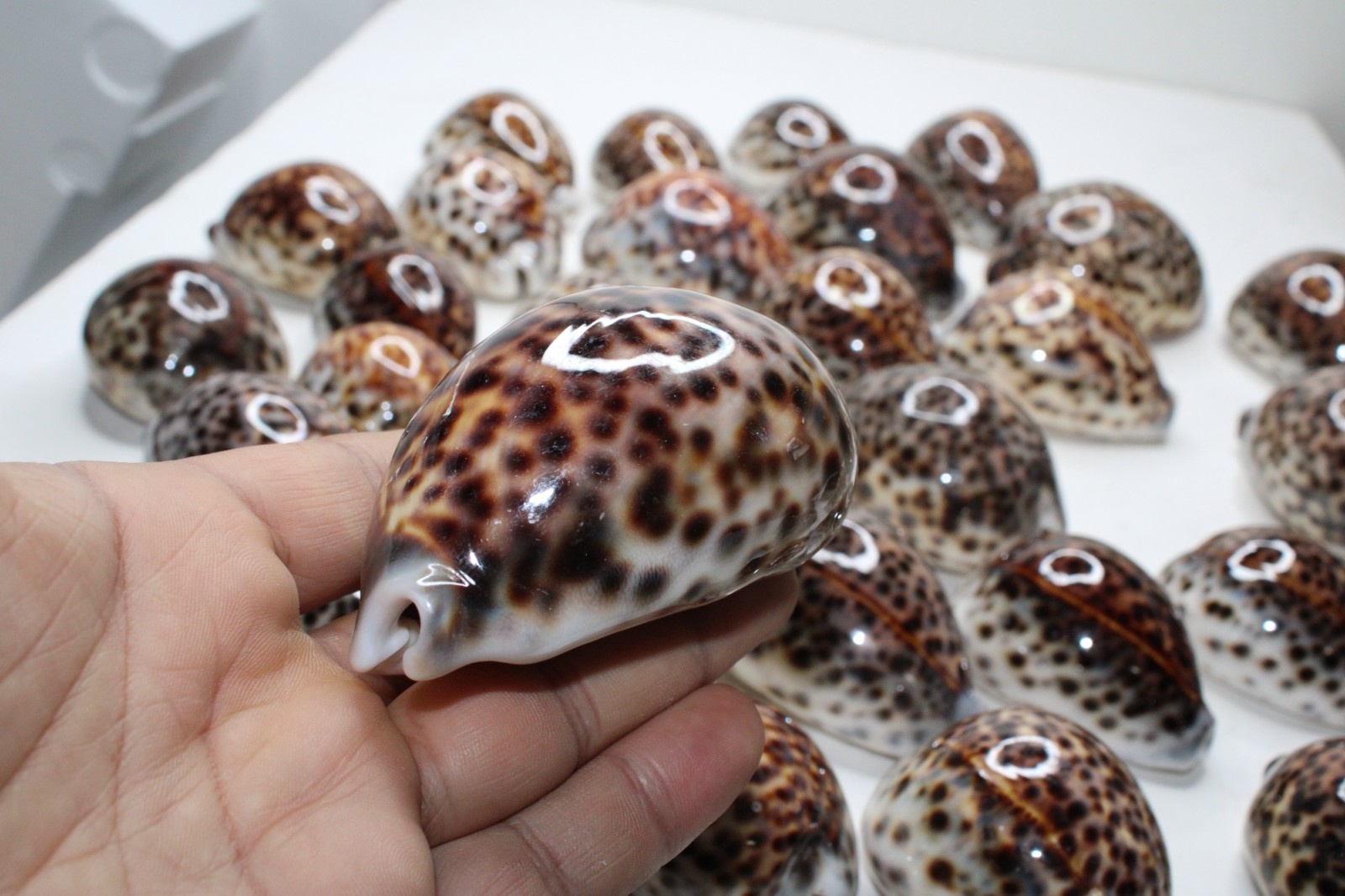 Lot of 32 Cypraea tigris Shells - Collectible Cowrie Specimens