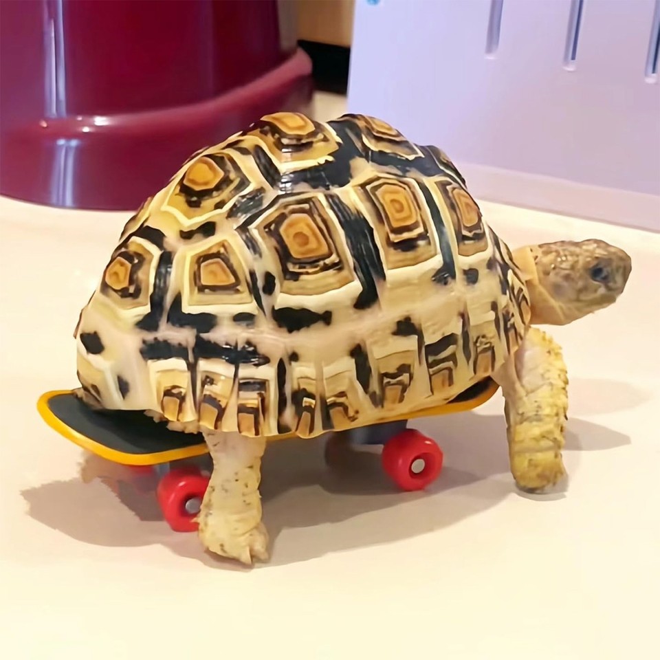 Turtle Pet Toy Mini Skateboard W/ 2 Ball Fun Pet Turtle Play And ...