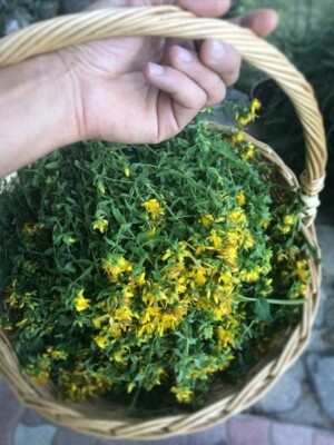 1/2 oz. St. John's Wort (Hypericum perforatum) Dried Leaf and Flower ...