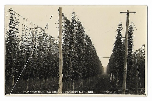 Hop Field, Near New Norfolk, Tasmania, Australia, Postcard, 1900's | eBay