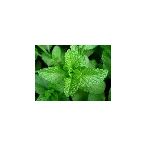 Peppermint Great Garden Herb by Seed Kingdom 1 OZ Seeds | eBay