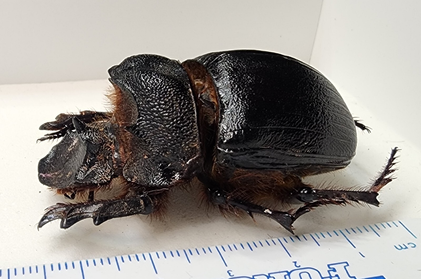 Scarabaeidae Heliocopris andersoni 52.07mm Female Zimbabwe K5 Africa ...