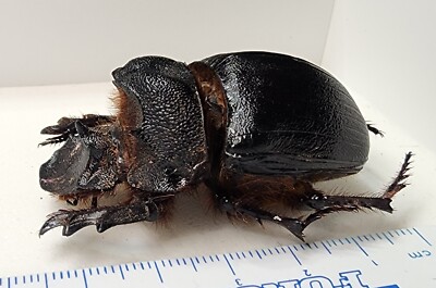 Scarabaeidae Heliocopris andersoni 52.07mm Female Zimbabwe K5 Africa ...