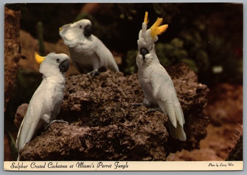 Miami Florida Parrot Jungle Sulphur Crested Cockatoos Cacatua Galeritac ...