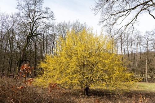 Cornus mas “Redstone” seed (Cornelian Cherry) 25 fresh seeds(2024) | eBay