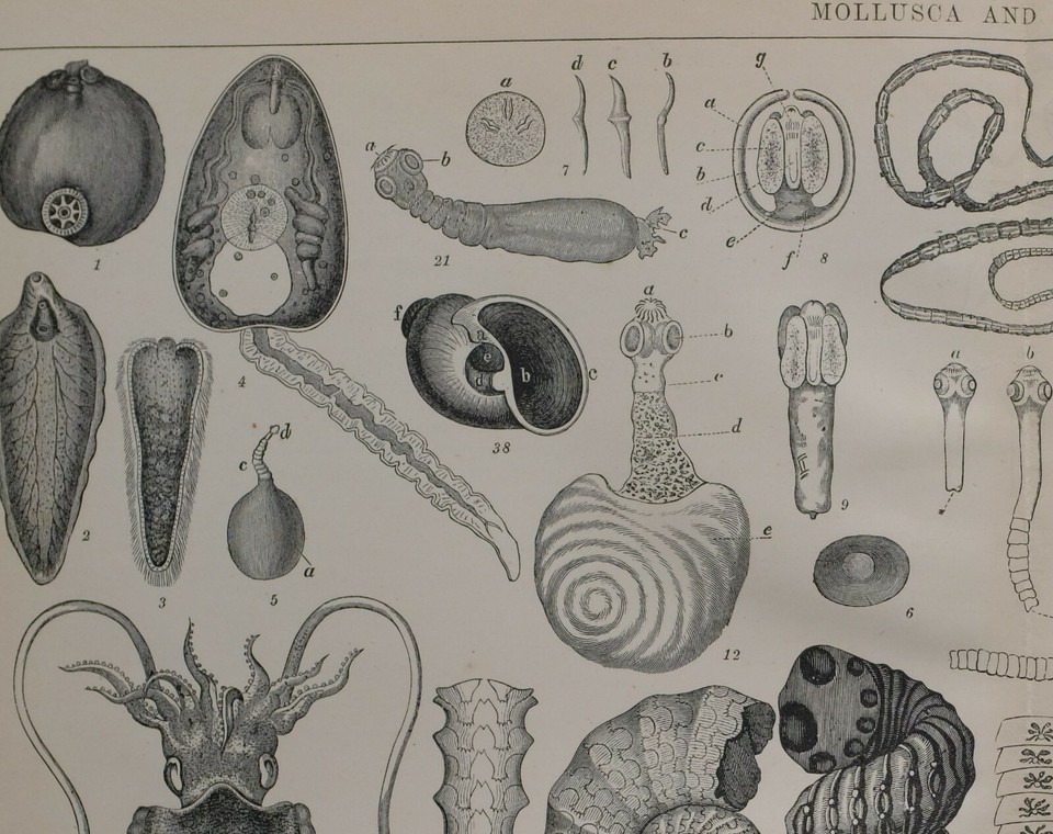 1886 PRINT MOLLUSCA & SCOLECIDA LARVA SEPIA ARGONAUT TAPEWORM LIVER ...