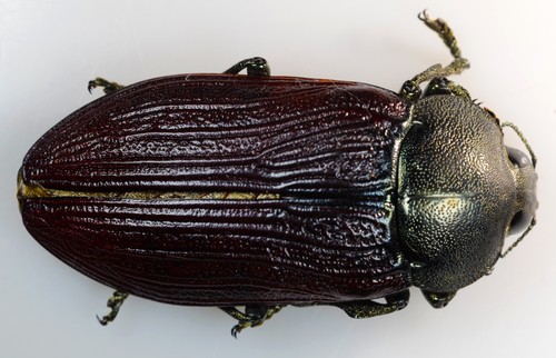 Temognatha sp Coleoptera Buprestidae Jewel beetles Calodema Castiarina ...